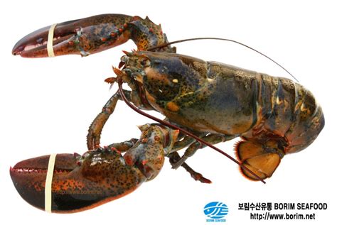 바닷가재바다가재랍스터lobster 살아있는 갑각류수입판매 맛있는 바닷가재요리용 산 바다가재도매업체입니다게요리전문점납품