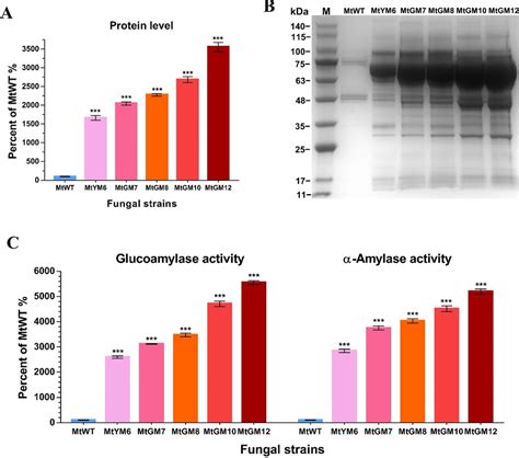 Amylolytic Phenotypes Analysis Of The Generated Hyper Secretion Mutants