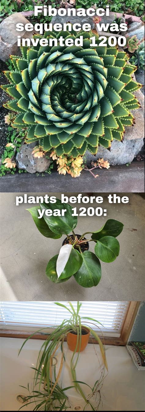 Leonardo Pisano Bigollo 9gag