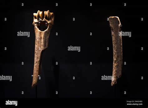 Perforated And Decorated Goat Metacarpus And Engraved Rib Paleolithic