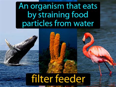 Filter Feeder Definition And Image Easy To Understand
