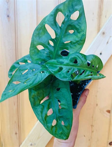 Monstera Adasoni Plant Etsy