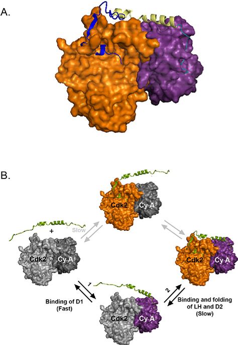 Figure 2 From Cell Cycle Regulation By The Intrinsically Disordered