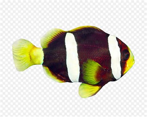 Png Png