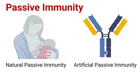 Types Of Immunity