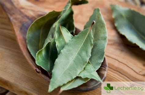 ᐉ Дафиновият лист защо се счита за полезен — Lechenie Bg