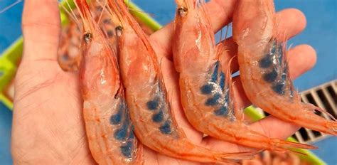 Enrique Pérez El Moruto Pescados Y Mariscos Proveedores Hostelería Málaga