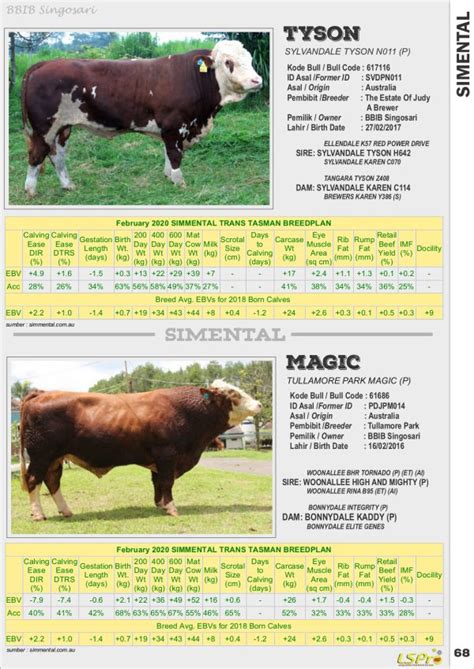 Semen Beku Sexing Sapi Simmental Sifoya Bbib Singosari