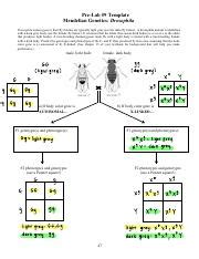 Predicting Drosophila Genetics F1 And F2 Phenotypes Course Hero