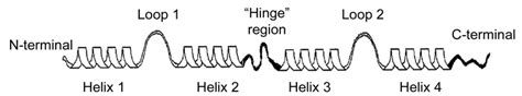 Helix Loop Helix Arrangement Of S100 Proteins Loop 1 L1 Flanked By Download Scientific