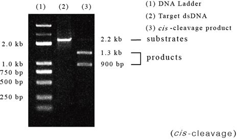32101 Spcas9 Nuclease 规格 图片 属性 上海吐露港生物科技有限公司