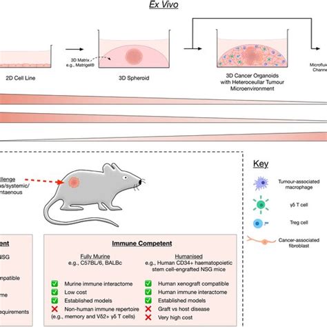 Modelling Solid Tumours Across Ex‐vivo And In‐vivo Contexts Download