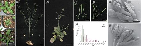 Morphological Phenotypes Of Emb1611 2 Plants A Columbia Col
