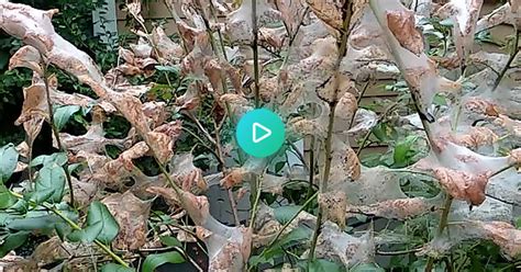 Strange Bugs Album On Imgur