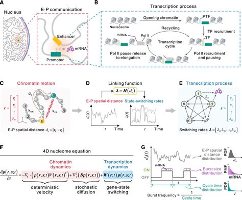 Power Law Behavior Of Transcriptional Bursting Regulated By Enhancer