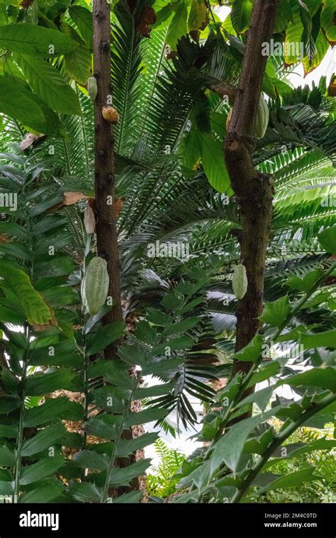 Cocoa Bean Pods On Indoor Tree At Phipps Conservatory In Pittsburgh