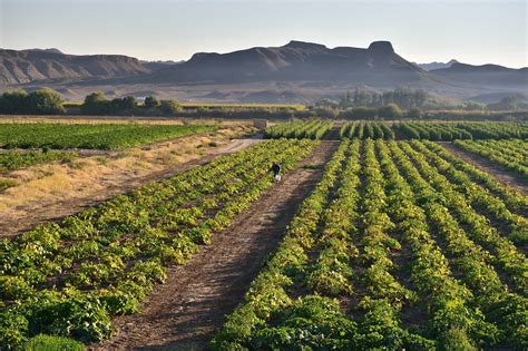 Farm Vioolsdrift Northern Cape South Africa South African Tourism