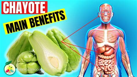 Main Health Benefits Of Chayote Chayote Uses Chayote Daily Health