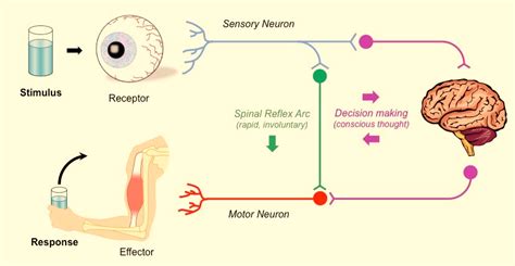 Revision Notes For Science Chapter 7 Control And Coordination Class