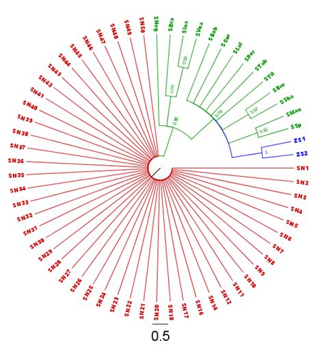Phylogenetic Tree For The COI With Bayesian Inference Method SN