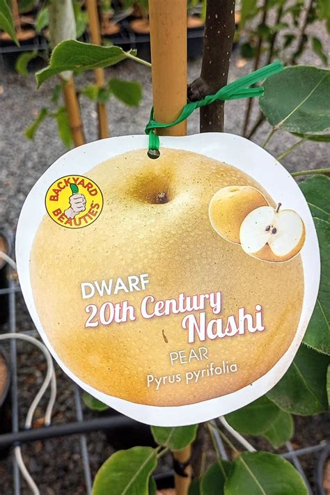 20th Century Dwarf Pear 30lt Bigga Trees