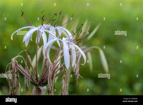Closeup View Of White And Purple Flowers And Buds Of Crinum Asiaticum