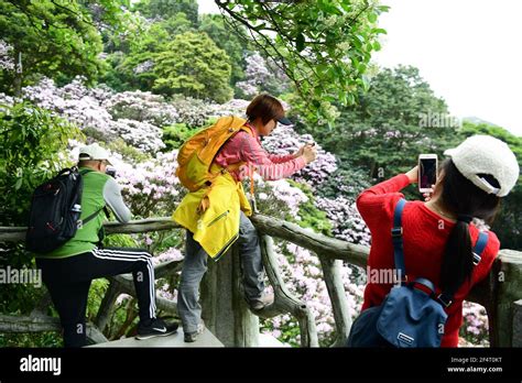 CHINESE MAINLAND HONG KONG MACAU AND TAIWAN OUT Photo Shows Azalea