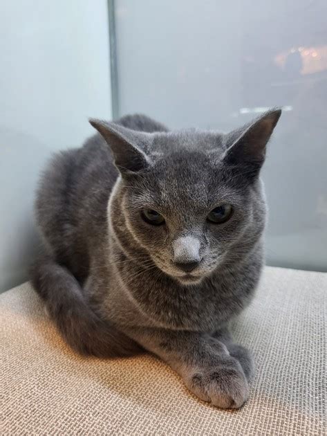 대구강아지가정분양 노르웨이숲분양 천안강아지분양 이탈리안그레이하운드분양 댕댕이 털잘안빠지는강아지 포메라니안가격 보더콜리분양가 유비 강아지배변훈련 도그마루 홈스쿨 강아지