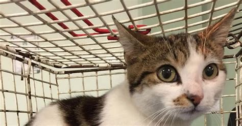 Rspca Appealing To Trace Owner Of Kitten Found Stuck Up A 15ft Tree