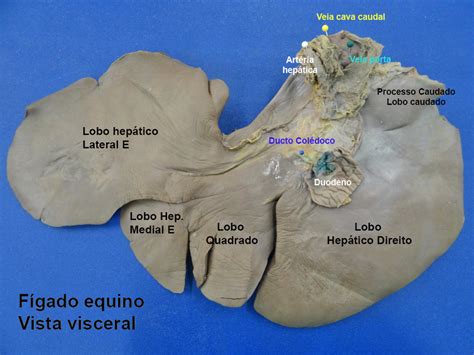 Figado Equino 7b Anatomia Veterinária I