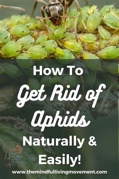 Root Aphids Learn How To Kill And Get Rid Of Aphids On Roots Artofit