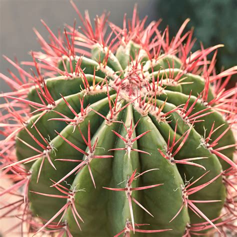Fire Barrel Cactus Moon Valley Nurseries