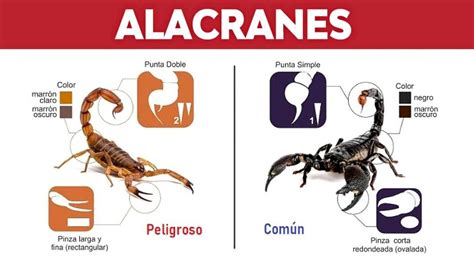 Alacranes El Calor Los Hace Salir A La Superficie Pero Podemos