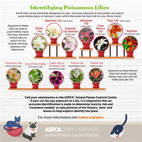 Reminder Lilies Are Poisonous To Cats Thecatsite