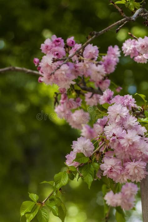 In Spring Cherry Blossoms And Pink Flowers Bloom Prunus Serrulata