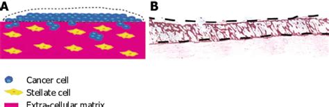 Use Of Organotypic Model To Isolate Cell Types Grown Together By Laser