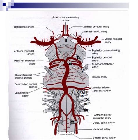Neuroanatomy Post 5 Vasculature Of The Brain Artofit