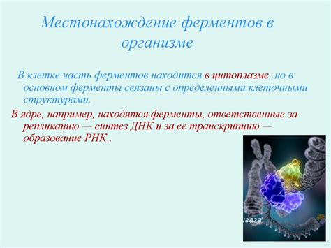 Ферменты. Что такое ферменты? - презентация онлайн