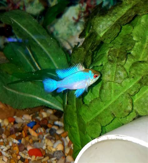 Blue Hook Aquatics Newest Arrivals 032019