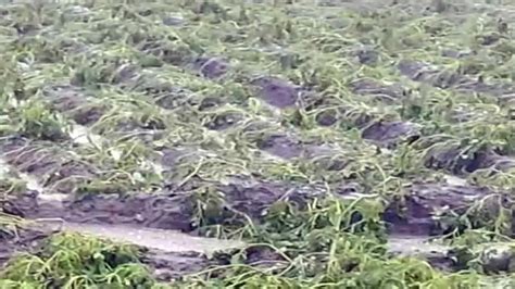 फसलों पर मौसम की मार ओलावृष्टि से आलू टमाटर सरसों की फसल बर्बाद