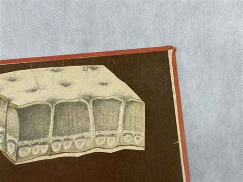 Polish School Board Egg Structure S For Sale At Pamono