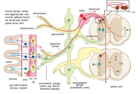 Sensory Spinal Interoceptive Pathways And Energy Balance Regulation Semantic Scholar