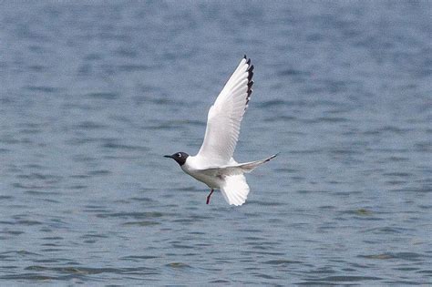 Beautiful Bonapartes Gull At Lakefield Sewage Lagoons Drew Monkman