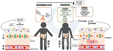膳食多酚与肠道微生物群的互作对人体健康的影响 谷禾健康
