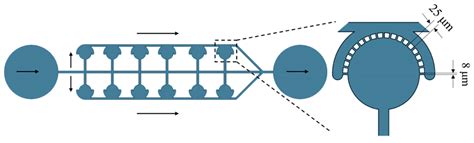Microfluidic Cell Trapping For Single Cell Analysis