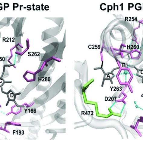 Chromophore Binding Pocket Of Bv And Pcb Binding Phytochromes Agp1 Pgp Download Scientific