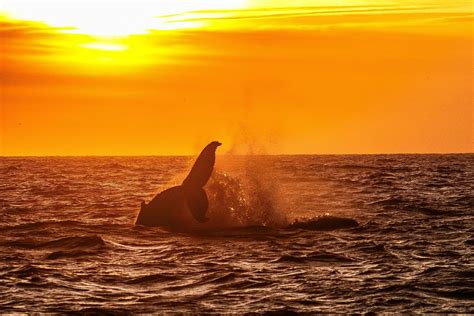 Aquatech Ex Rental Sale All Housings Are Based In The Ca