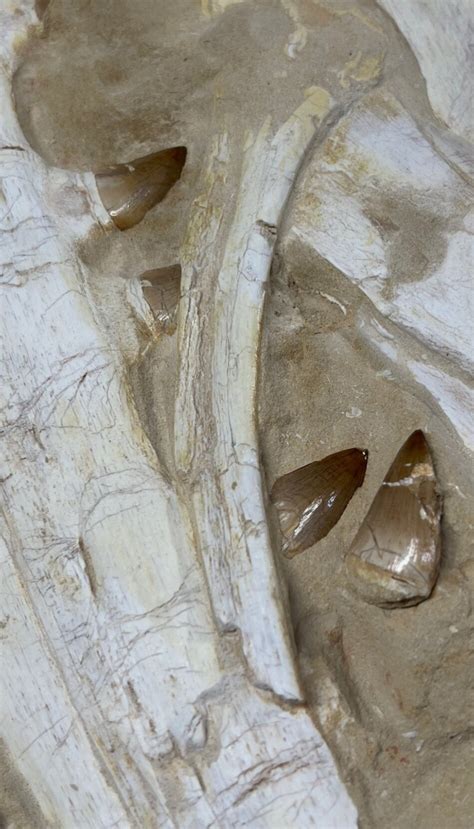 Mosasaur Jaw Id Fossil Id The Fossil Forum