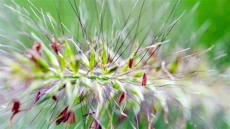 1920x1080 Resolution Plant Green Grass 1080p Laptop Full Hd Wallpaper