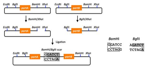 The Biobrick Approach